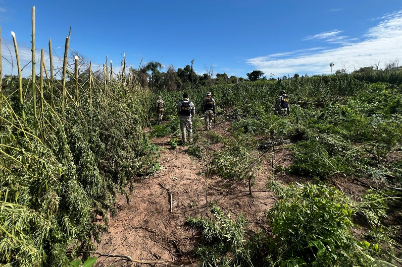 SENAD anuló cultivos de cannabis en Villa Ygatimi – Agenda Paraguay